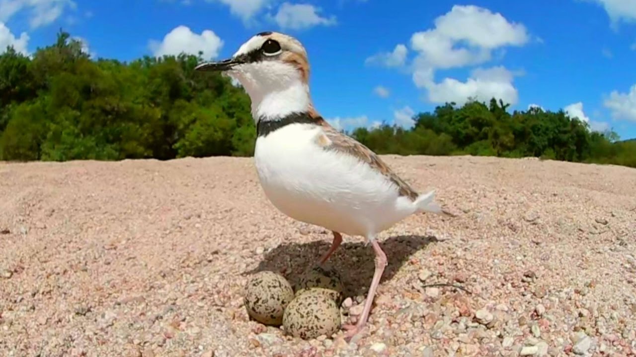 Chorlito empollando 360 - YouTube