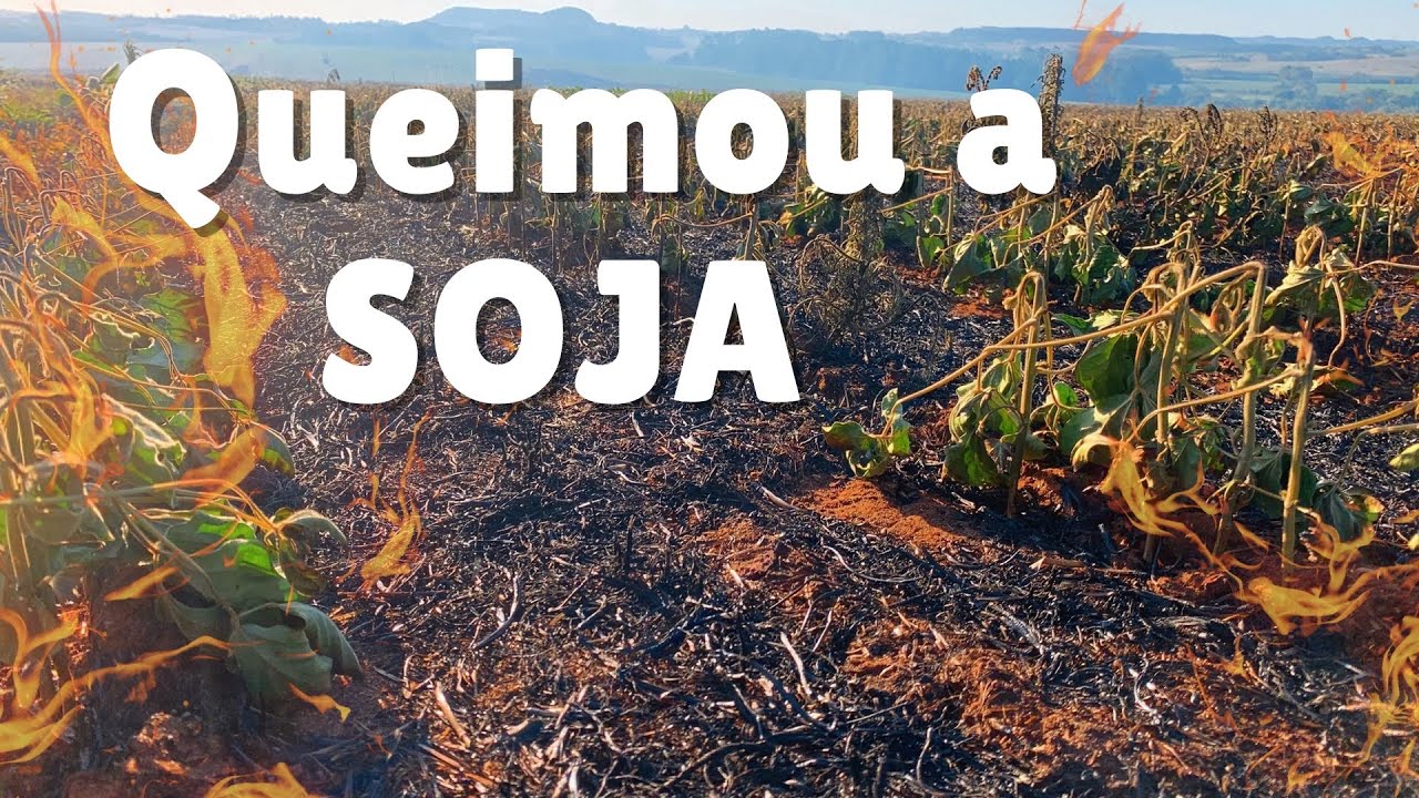Colocaram Fogo Na Nossa Lavoura… Youtube