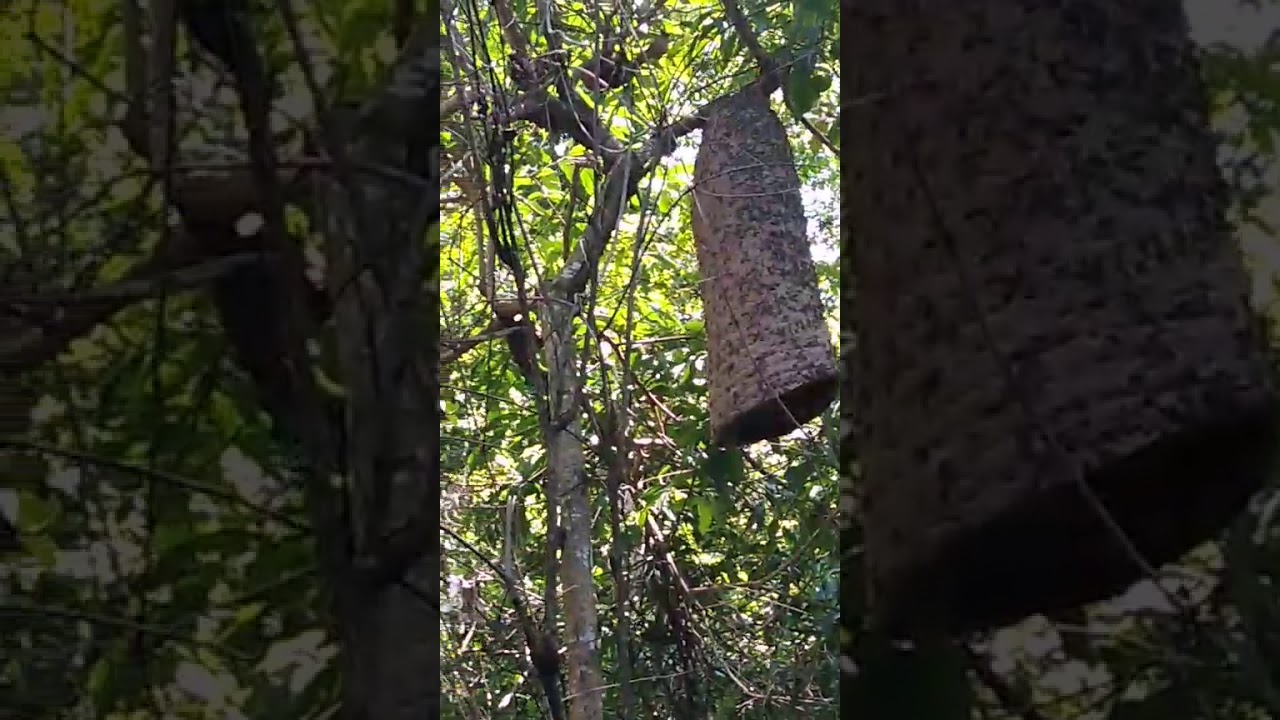 Casa de marimbondo grande - YouTube