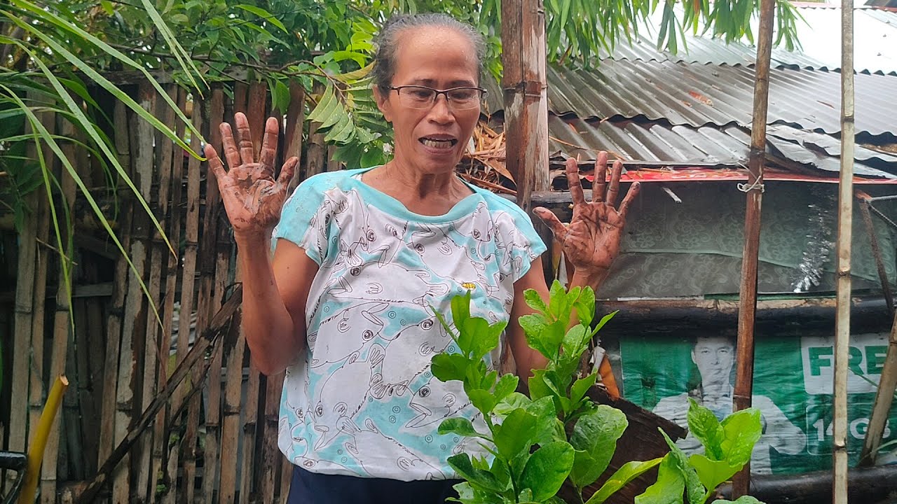 How To Grow Lemon in Container | buhay probinsya - YouTube