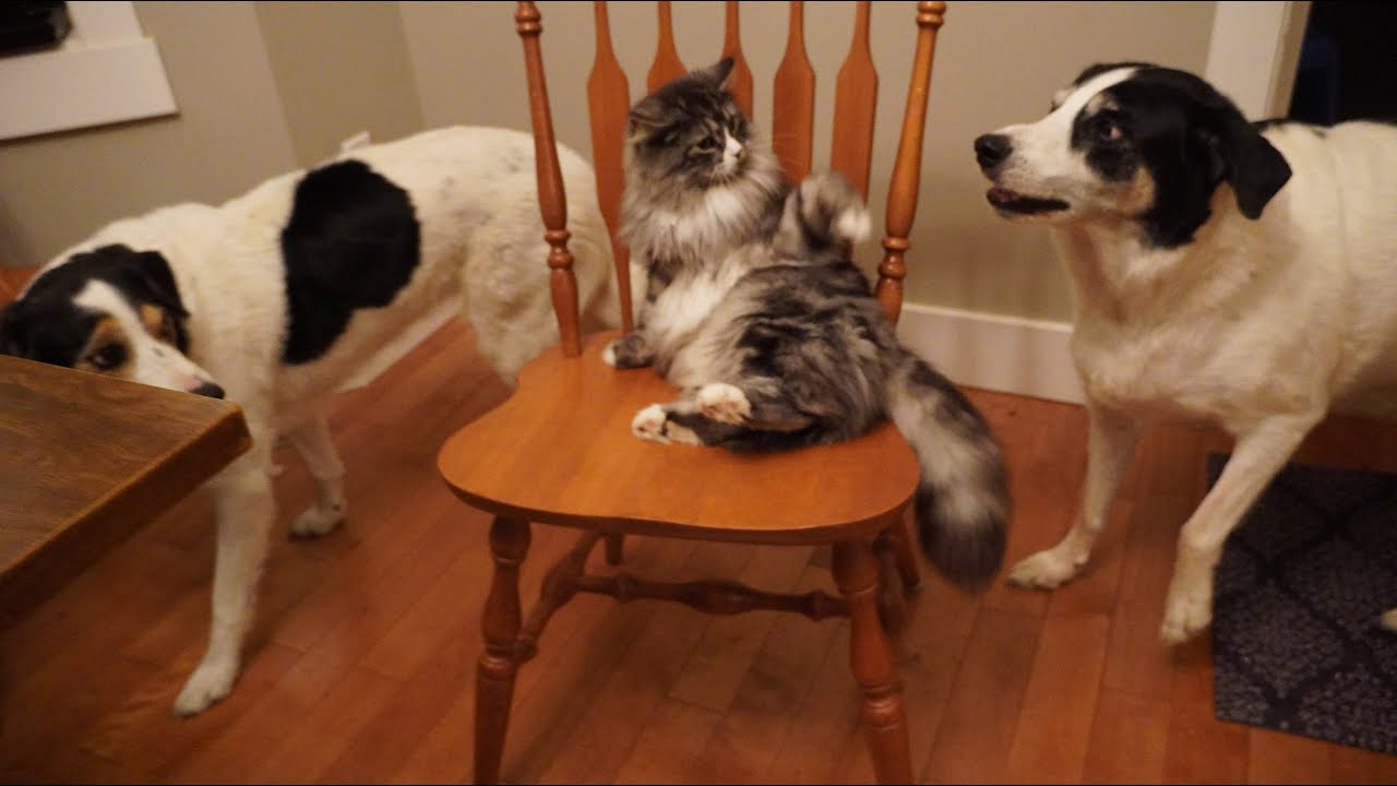 2 Socially Awkward Dogs Try To Join THE CATS Fun - YouTube