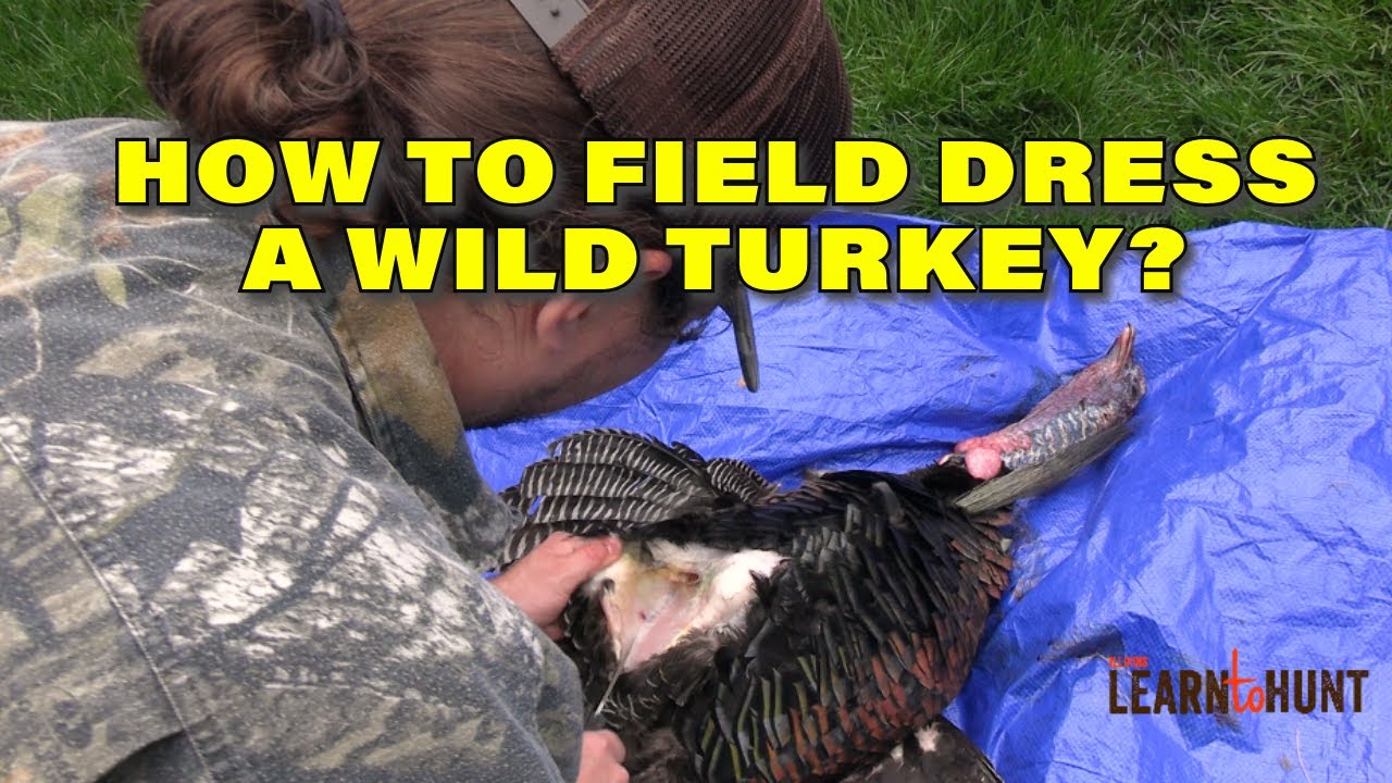 How to Field Dress a Turkey? - YouTube