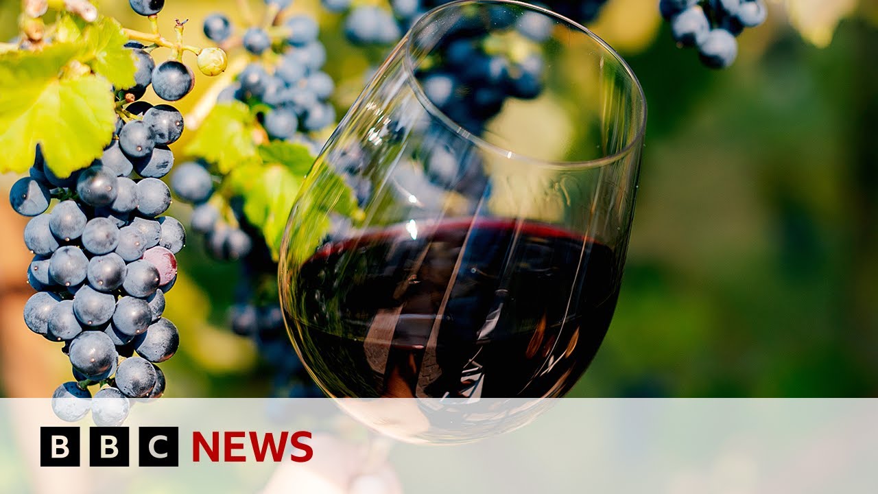 How is Scandinavia growing its wine industry? | BBC News - YouTube