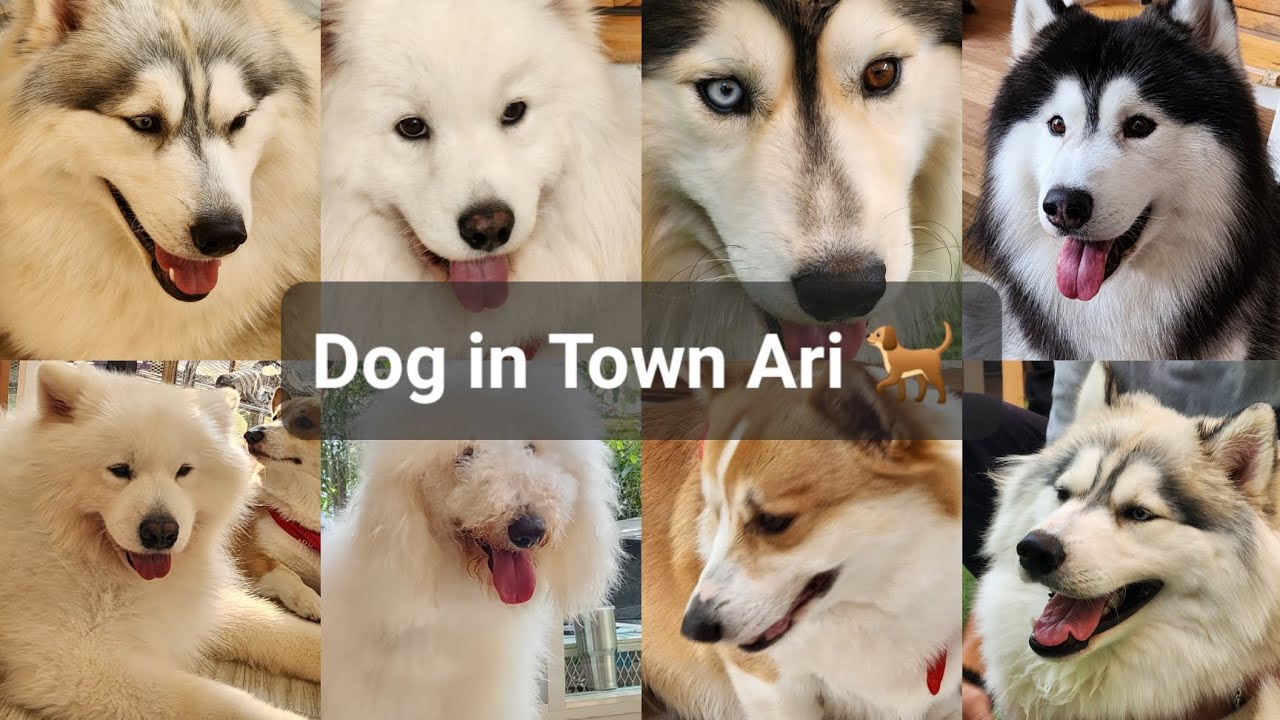 Dog in Town Ari, Bangkok, Thailand (Dog Cafe) - YouTube