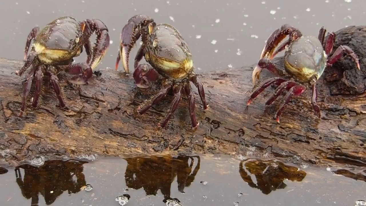 fauna brasileira sertaneja CARANGUEJOS NO MANGUE animal selvagem ...