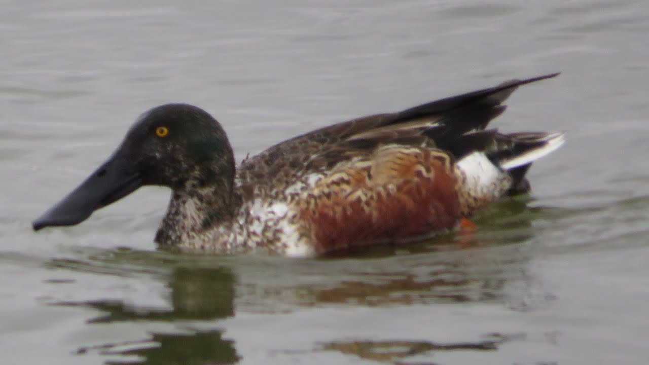 Spoonie Spoonbill Drake Northern Shoveler - YouTube