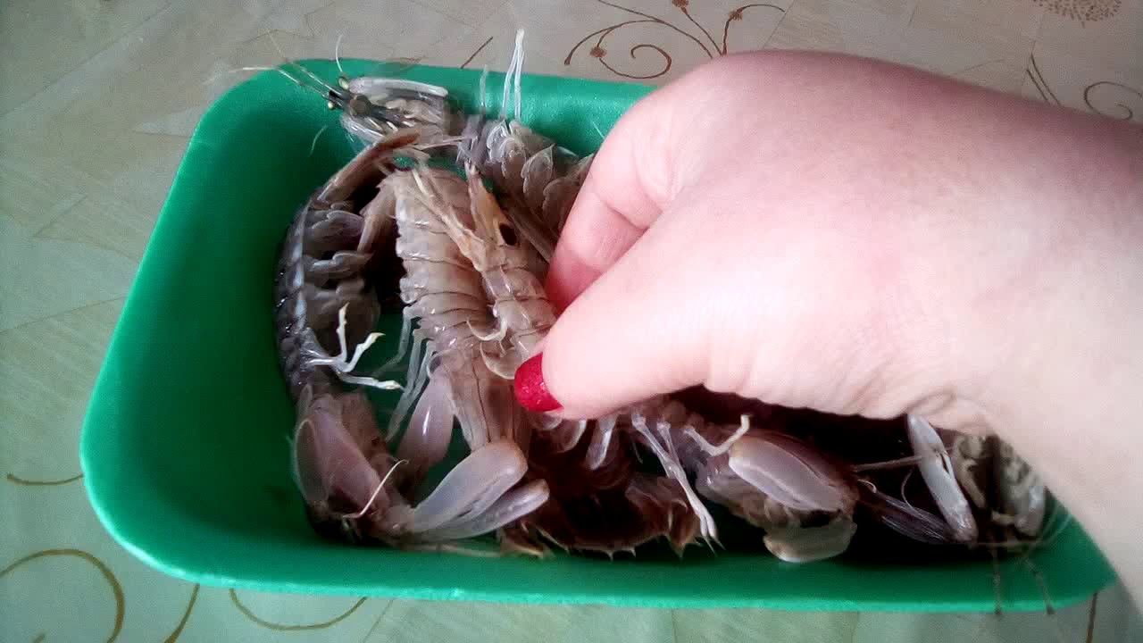 Cicale di mare vive - YouTube