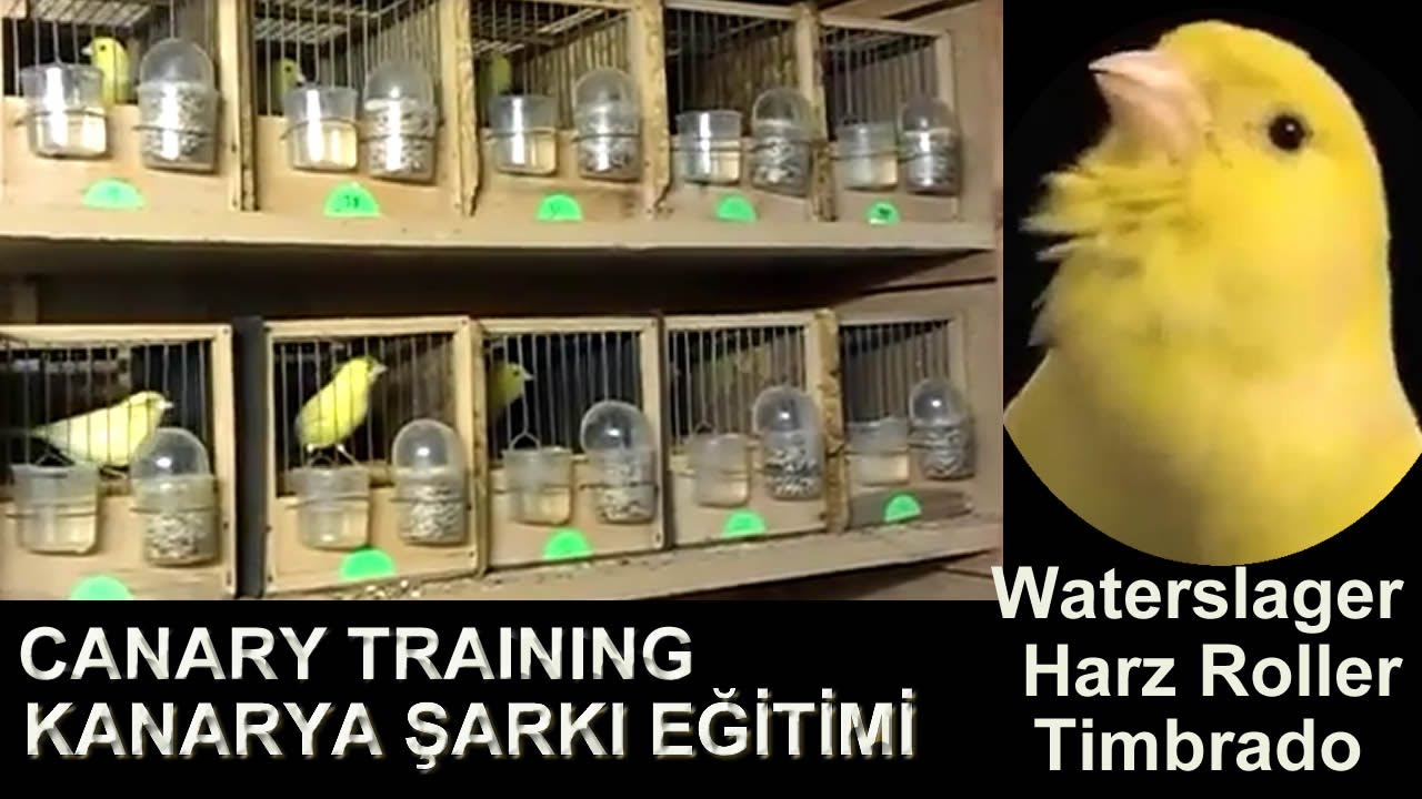 canary training - Waterslager Malinois Eğitimi 1 #canarytraining # ...