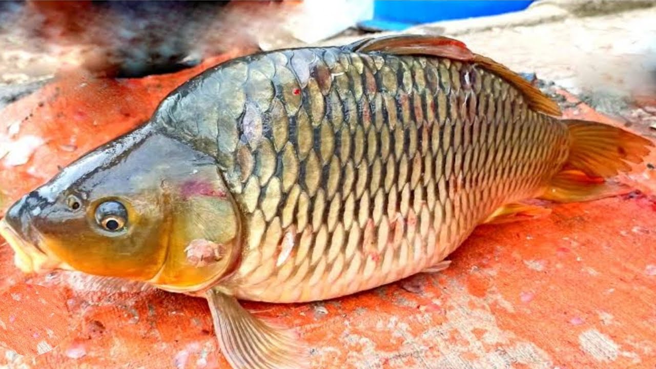 Red karfu fish cutting | Bangladeshi fish cutter - YouTube