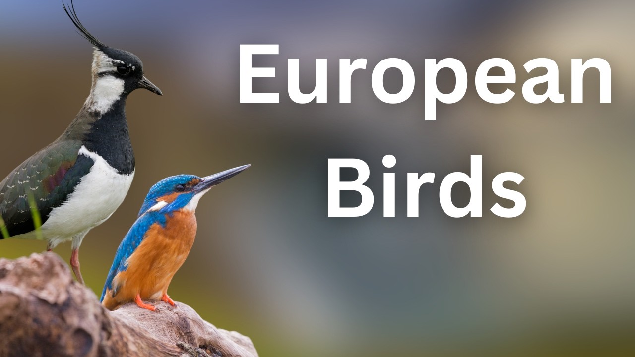 Can You Identify These Common European Birds? (14 Species) - YouTube