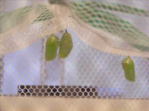 Monarch Butterfly Chrysalis Stage - YouTube