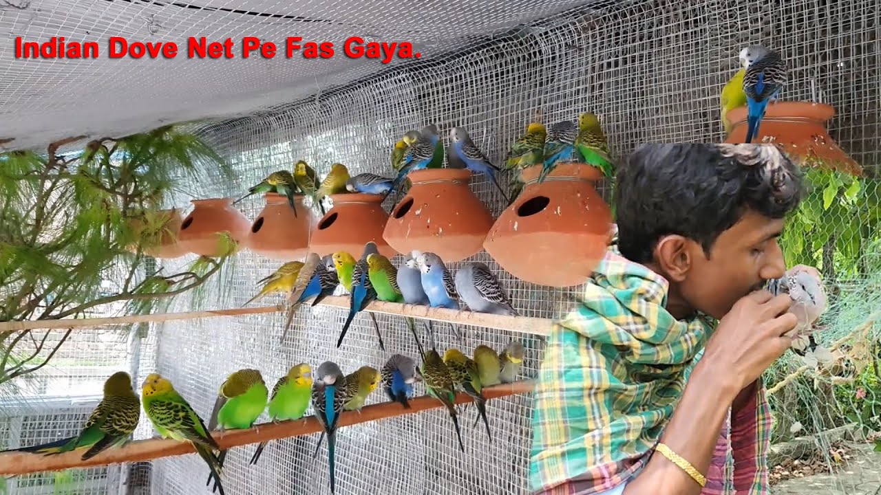 Indian Dove Caught In The Net & New Budgies Parrot's Home Is Ready ...