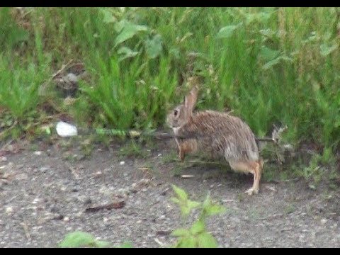 Youth Bowhunter makes 2 double archery kills on Cottontail Rabbits ...