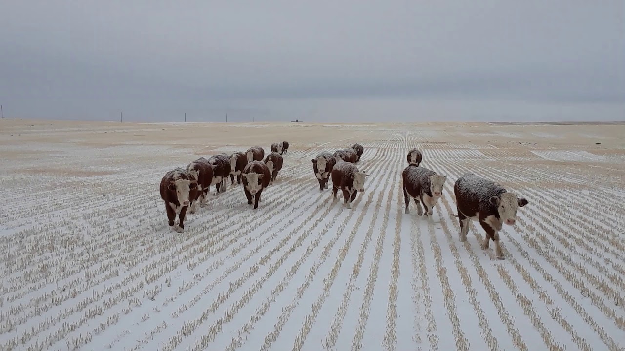 November 3, 2017 - YouTube