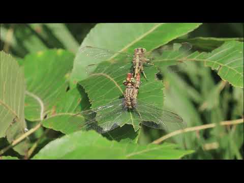 Jade Clubtail dragonflies mating at Sequoyah National Wildlife Refuge, 19 July 2026
