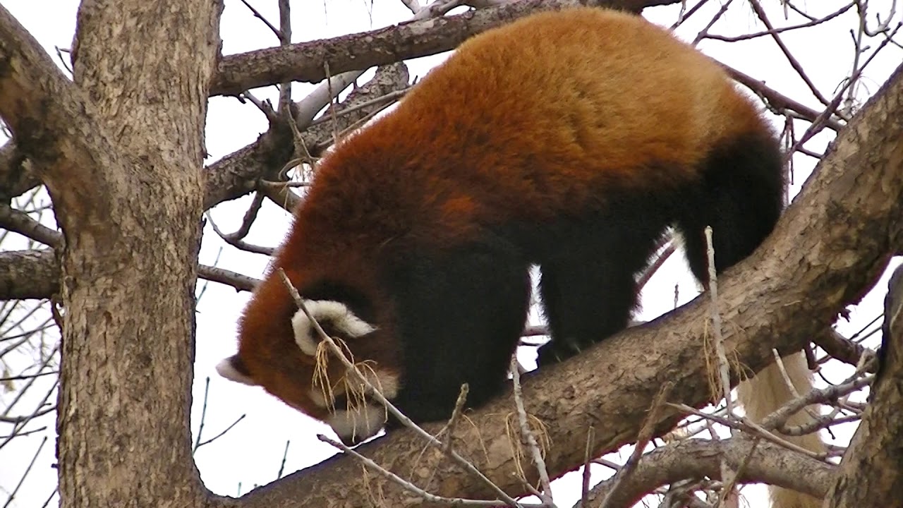 Red Panda Climbing - YouTube