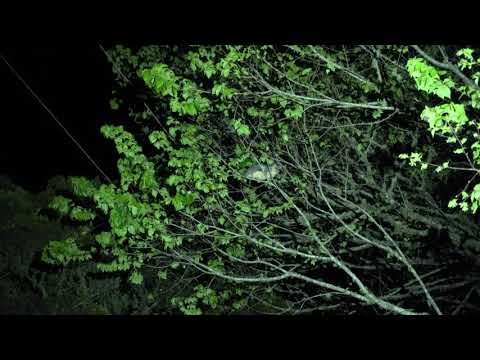 Sofirn D25S Headlamp, 2x Luminus SST40, 1135 Lumens (Demo)