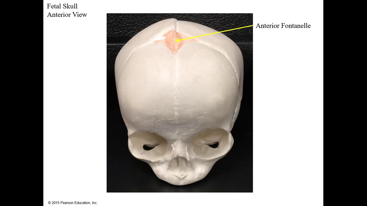 Lab 5-1 Sutures and Fontanelles - YouTube