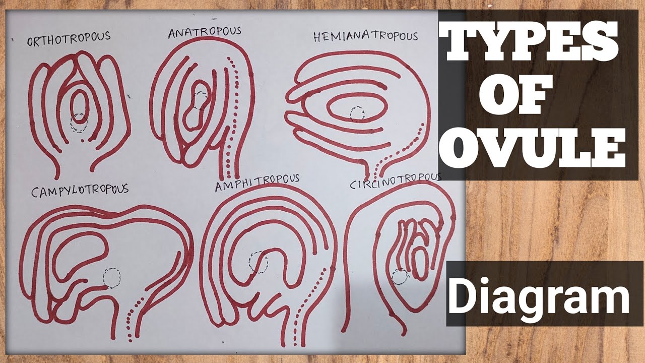 Types of Ovule..Easy drawing@vaigam-tb4bs - YouTube