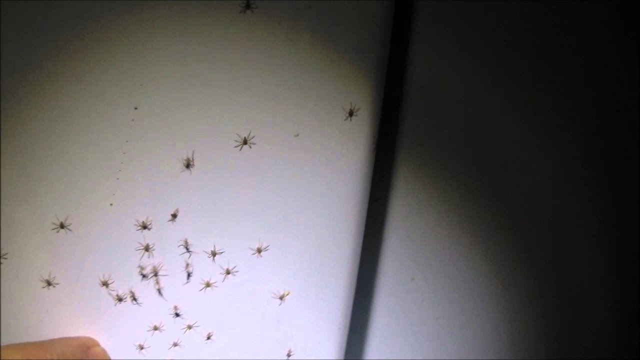 Scores of Baby Huntsman Spiders On Our Washing Machine - YouTube