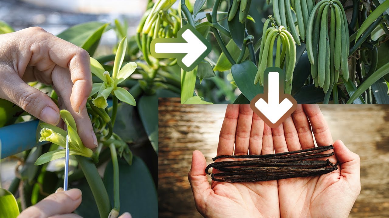 Come coltivare la pianta della vaniglia in casa: talea, rinvaso e ...