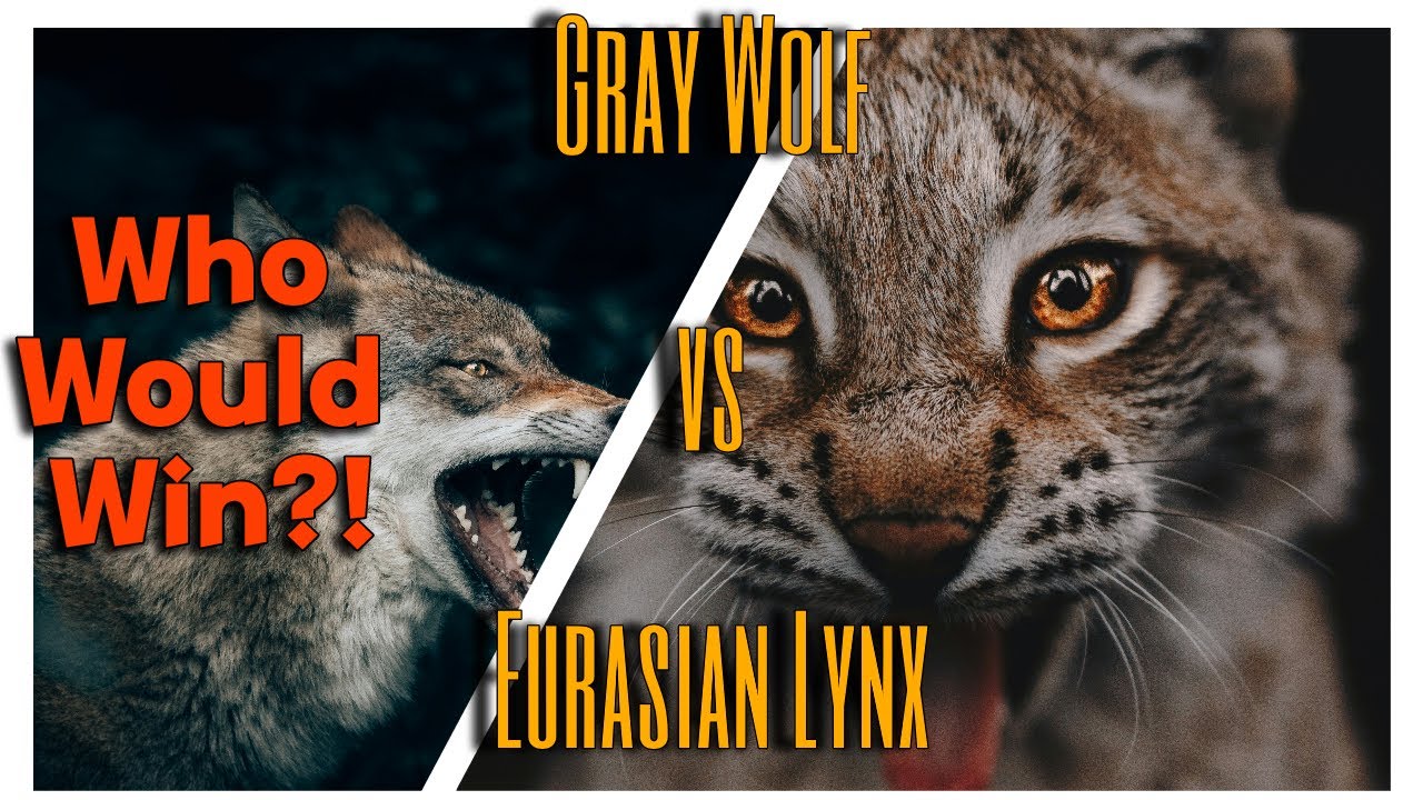 Gray Wolf vs Eurasian Lynx - Stealthy Predators: Wolf and Lynx Epic ...