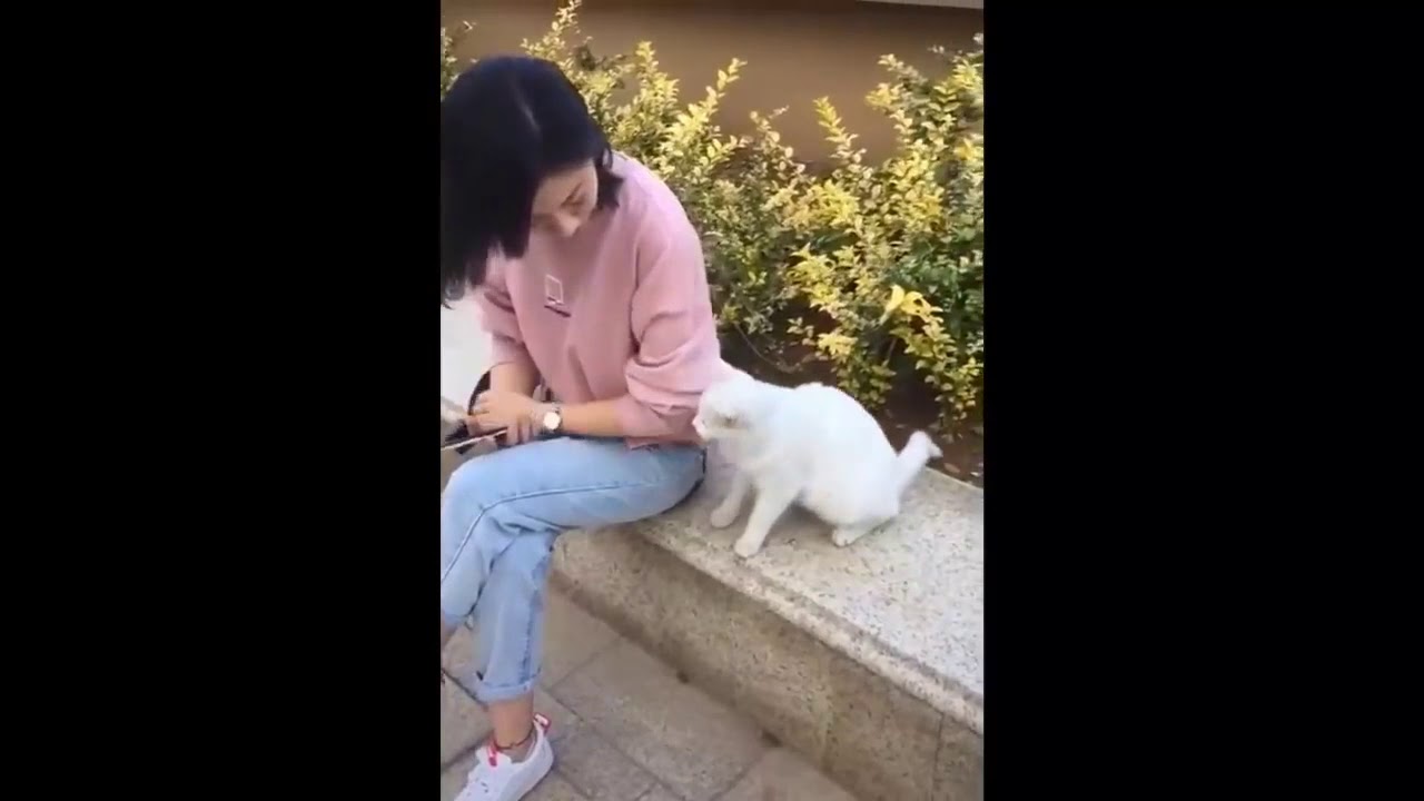 EN TATLI KEDİ VİDEOLARI YENİ - YouTube