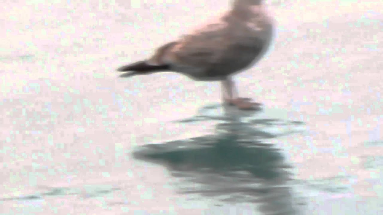 Jesus Bird.! - YouTube