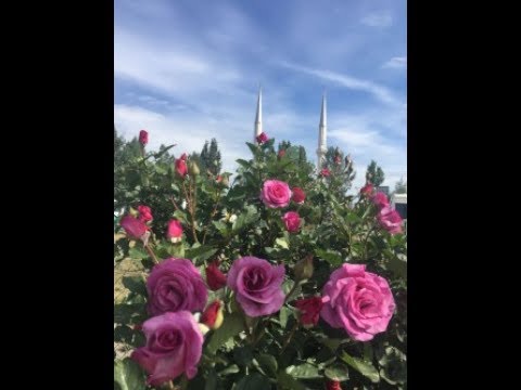 Sevgili Peygamberimiz Hz.MUHAMMED(s.a.s.)Mübarek Ramazan ve Oruçla Hadisleri