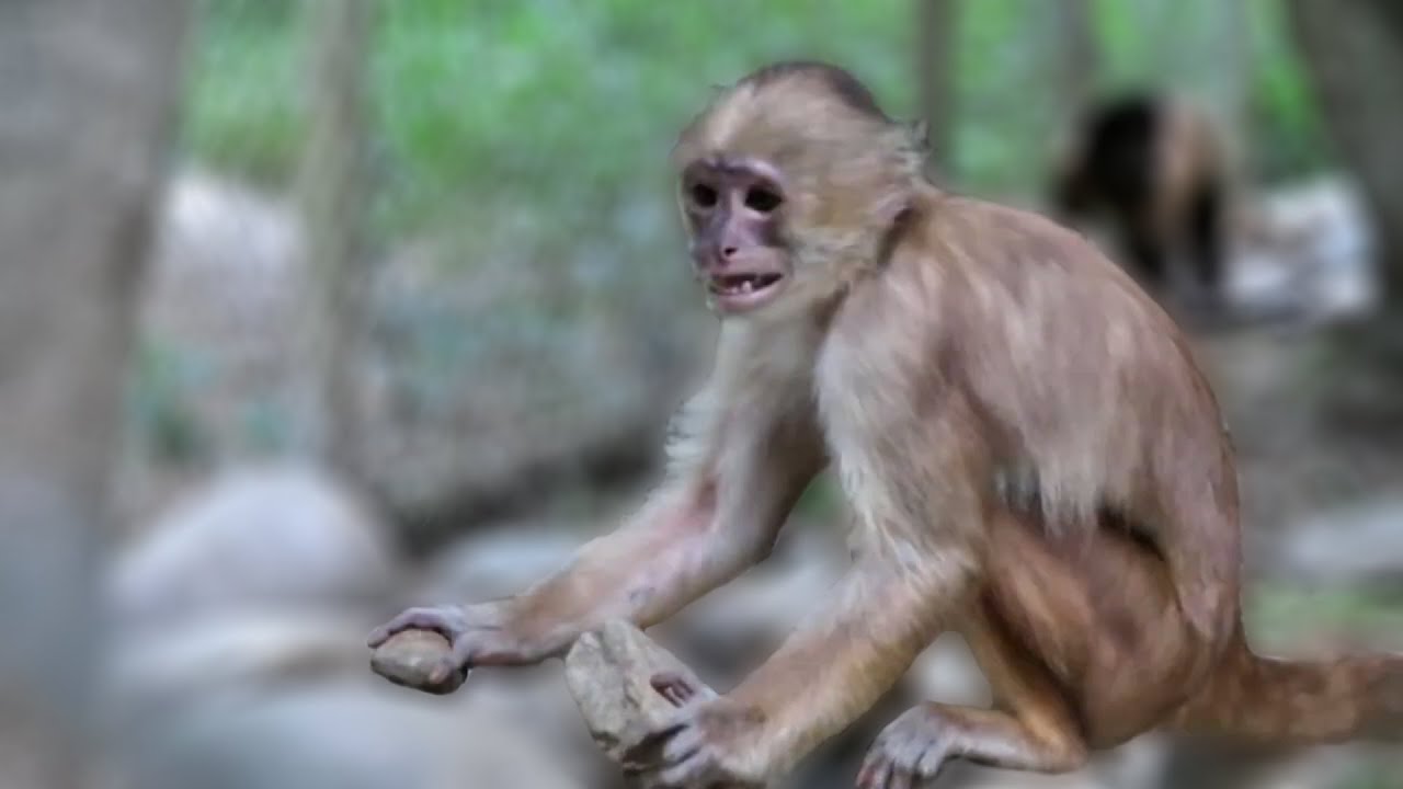 Rescued Capuchin Monkey is unsure about how to open fruit - YouTube