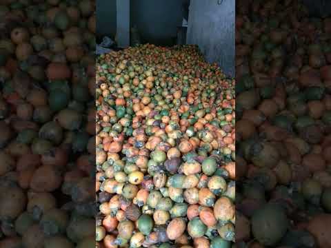 bhuni supari kaise banti hai