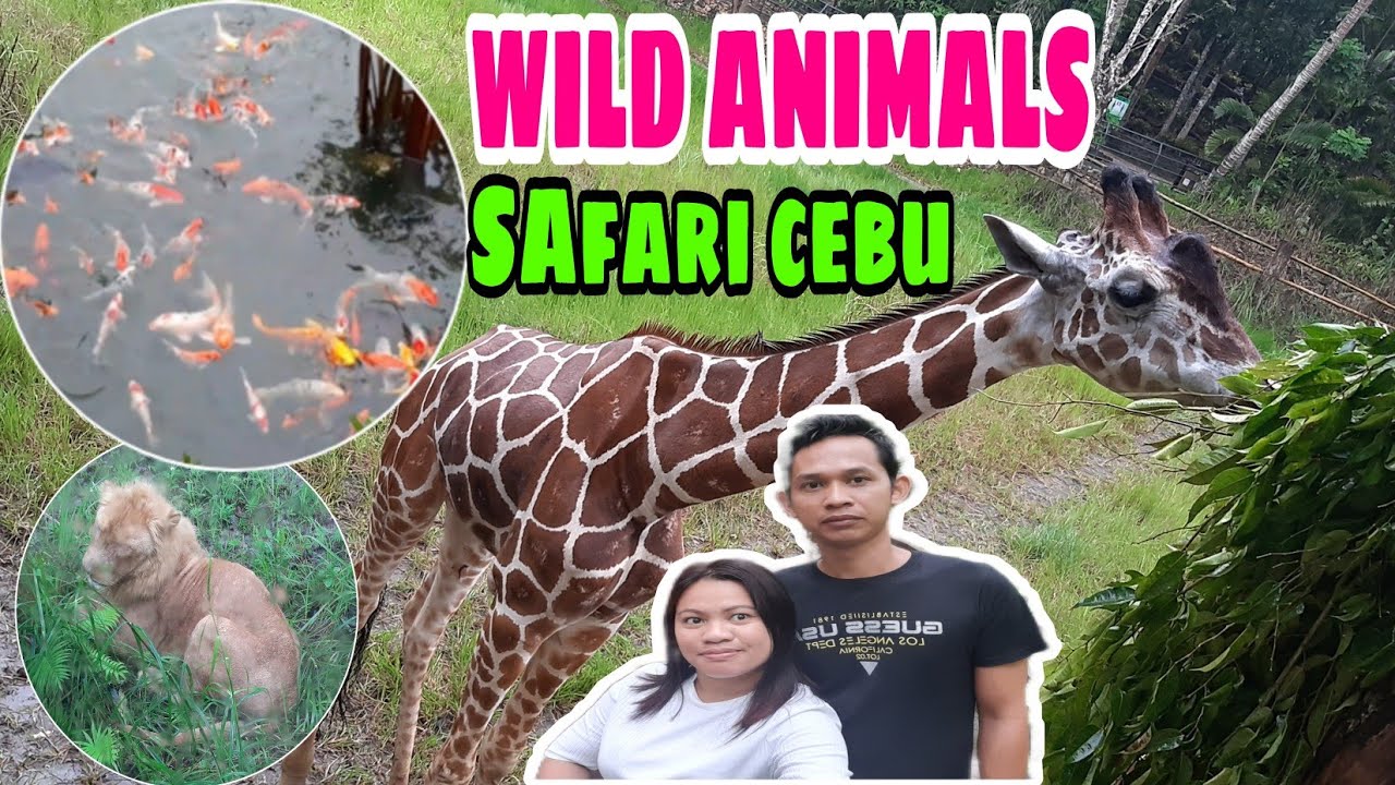 WILD ANIMALS & FOREST ADVENTURE PART 2 (FINDING WHITE LION|SAFARI CEBU ...