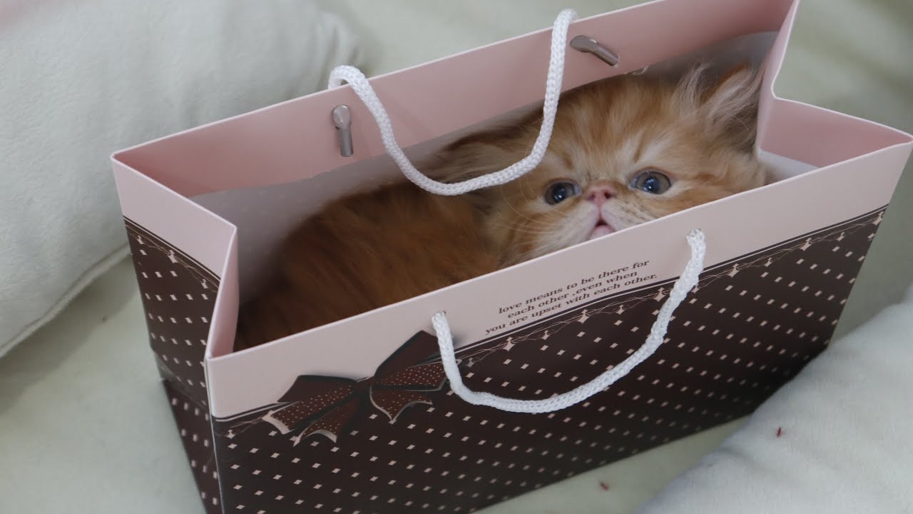 Little Garfield's Cutest Meow Moments - YouTube
