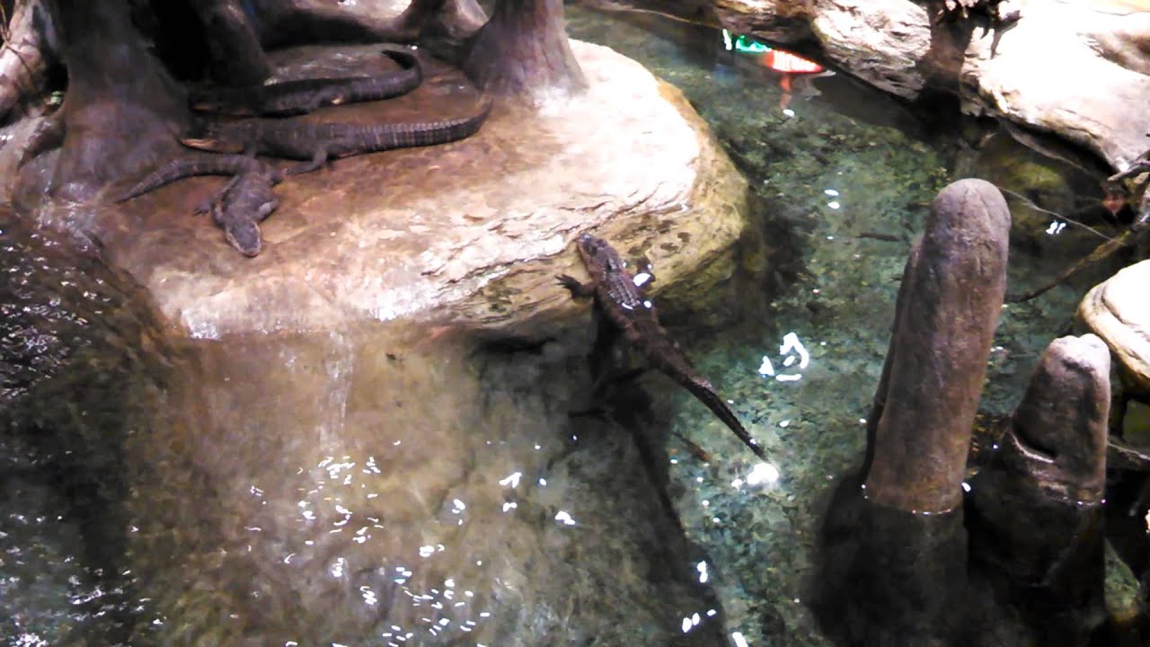 Bass Pro Shops live Alligator Display - YouTube