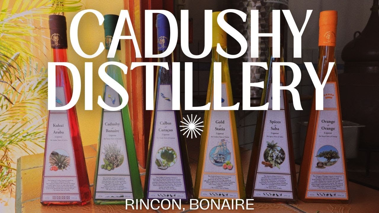 Cadushy Distillery Bonaire - Liqueur made from Cactus! - YouTube