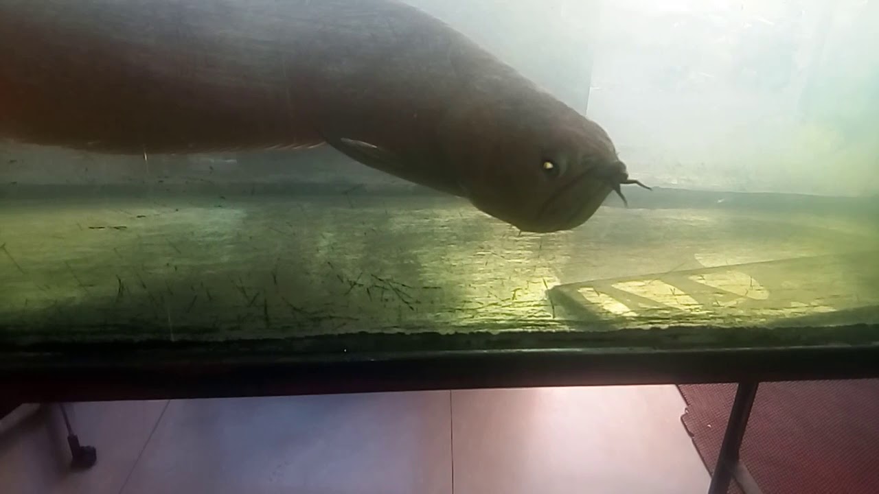 Arona fish - YouTube