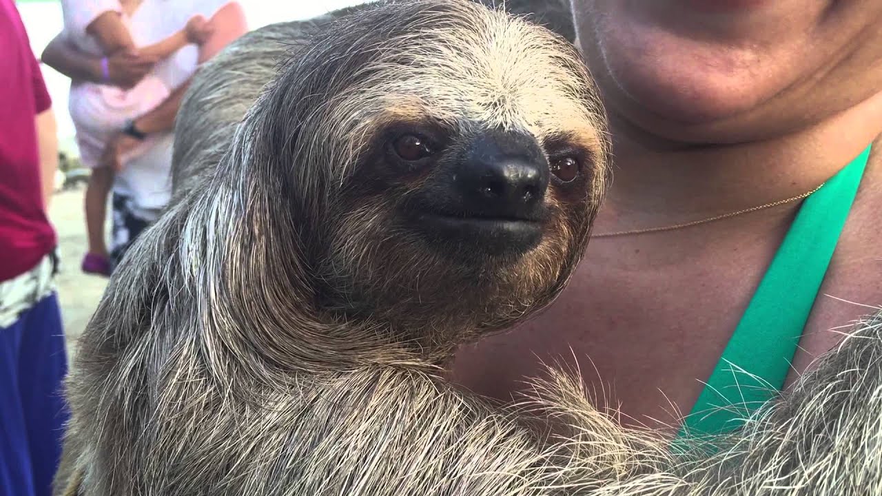 Sloth Cuddling Roatan Honduras - YouTube