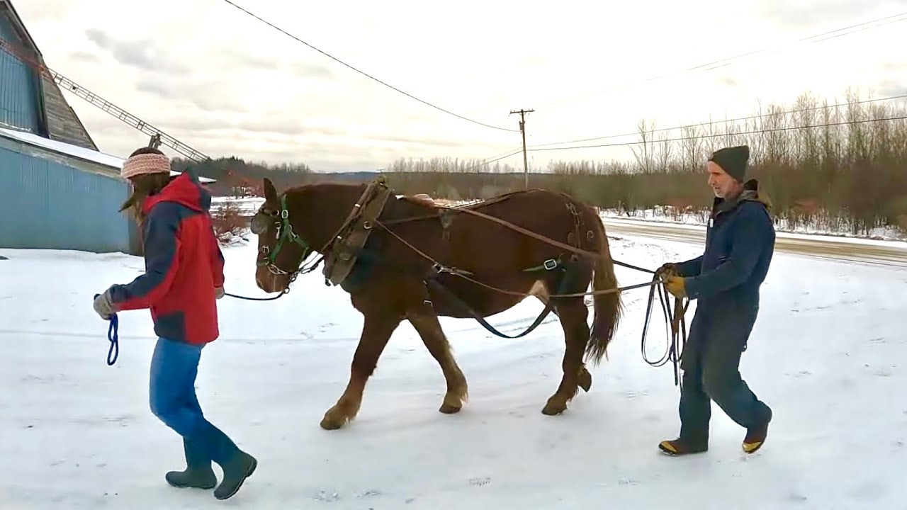 FIRST DRIVING LESSON for our Suffolk Draft Colt // How Will Earl Do ...
