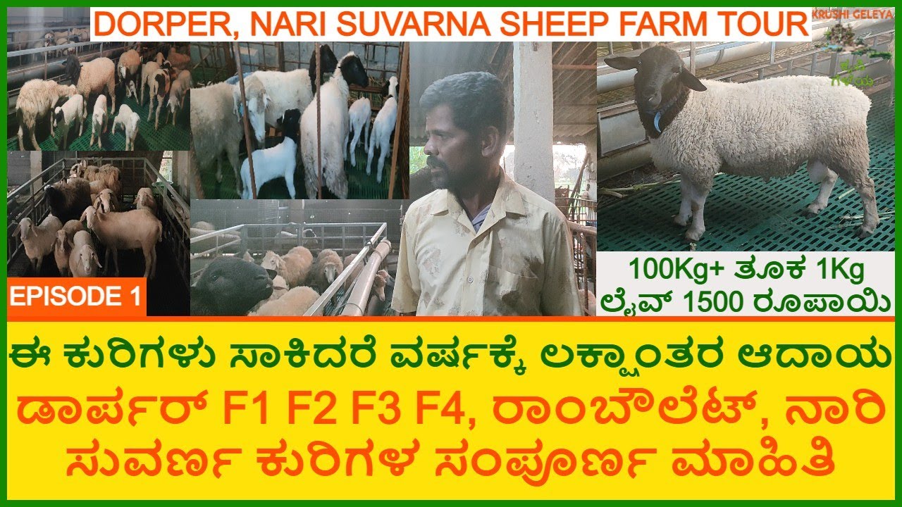 Dorper, Nari Suvarna, Rambouillet Sheep Farming | ಡಾರ್ಪರ್ ರಾಂಬೌಲೆಟ್ ...