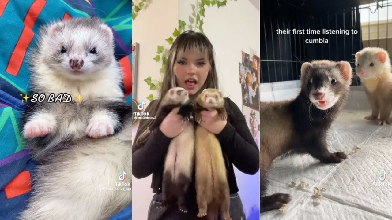 ferret tiktoks because ferrets are neat - YouTube