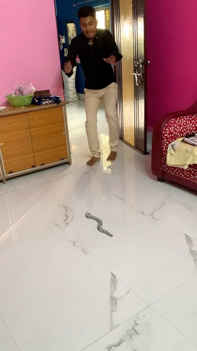 SNAKE Prank 🐍 😂 #shorts #funny #comedy #snake #prank #cobra #snakeprank ...