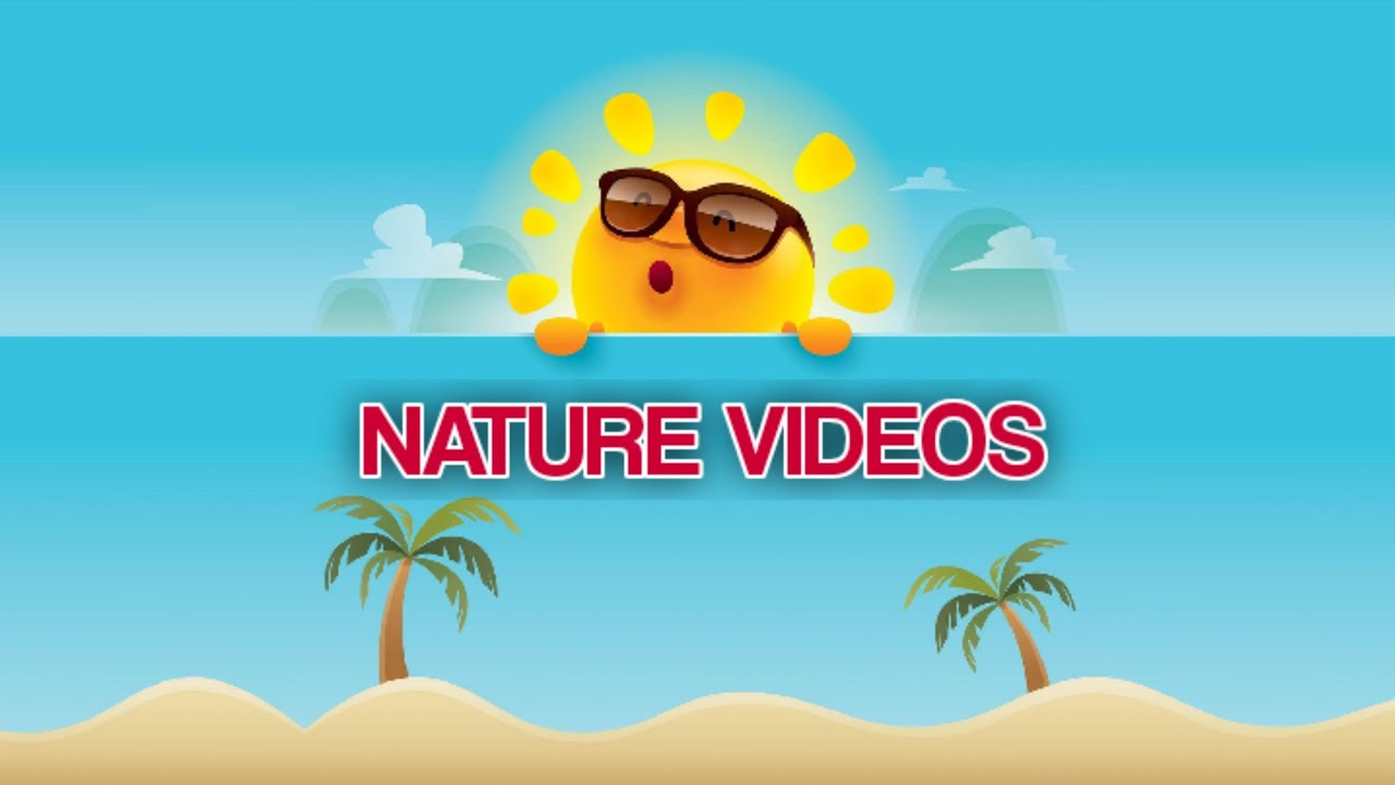 Beautiful Flowers Video 1080p | Nature Videos - YouTube