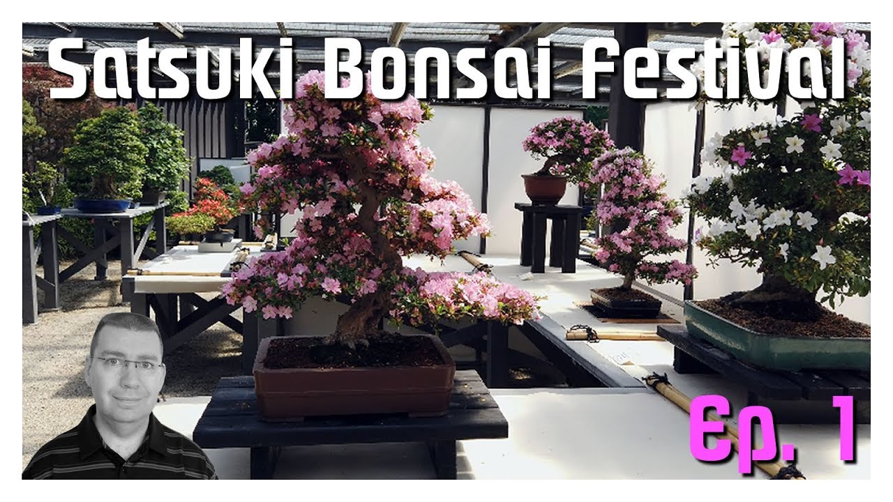 SATSUKI AZALEA BONSAI FESTIVAL - BONSAI EXHIBITION ( Crespi Bonsai ) ep ...