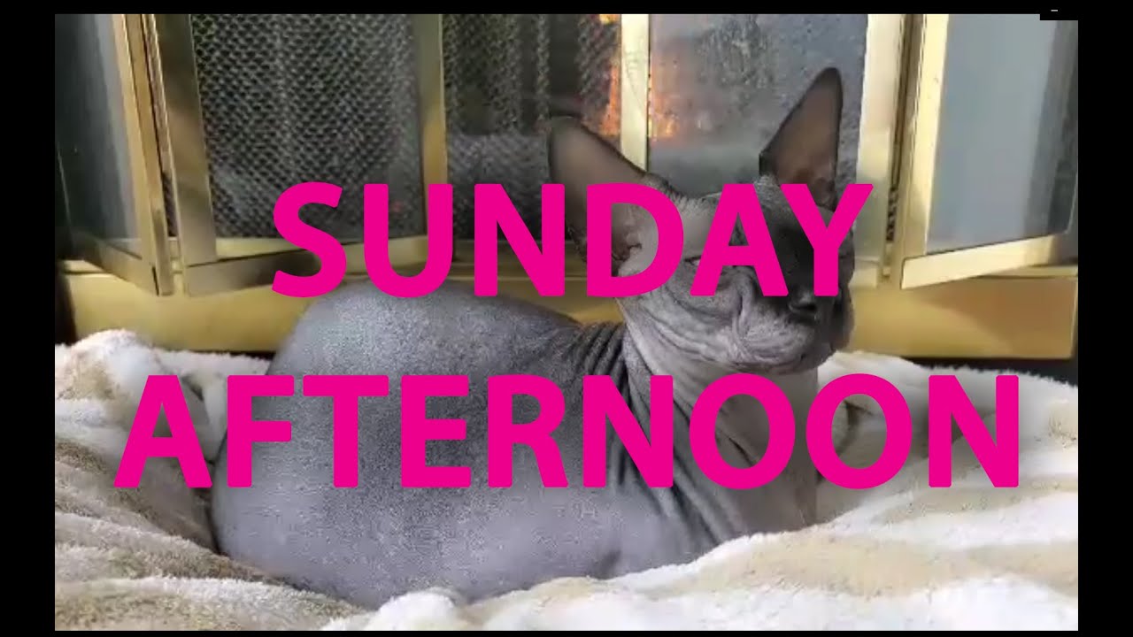 TALKING CAT VIDEO - DEAR DIARY... SUNDAY AFTERNOON - YouTube