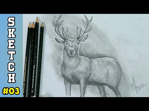 learn to sketch :#03 | how to draw realistic four horned antelope | The ...
