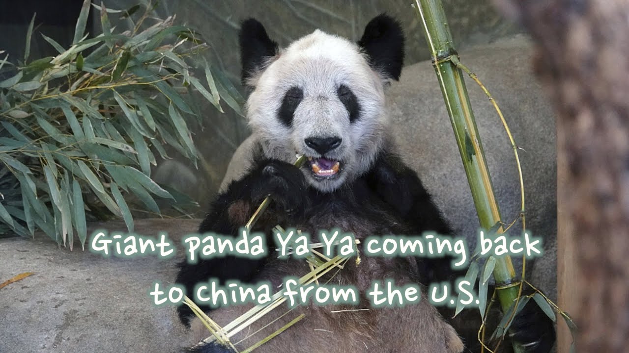 Giant panda Ya Ya coming back to China from the U.S. - YouTube