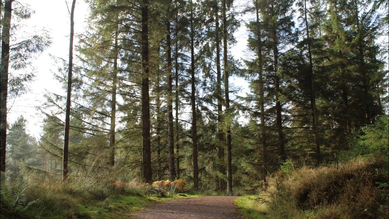 Kielder Forest: A relaxing walk in Northumberland UK - YouTube