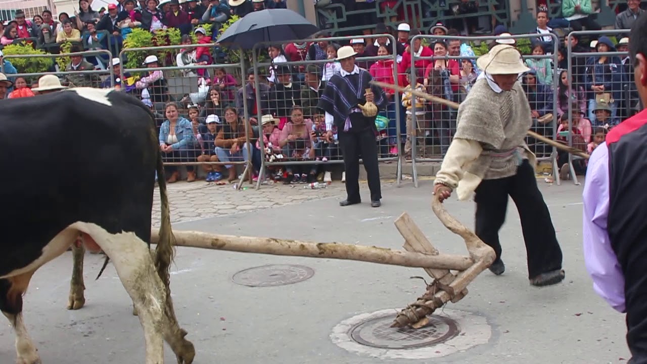 LA YUNTA SON DOS EJEMPLARES UNCIDOS CON SU YUGO, EL ARADO EN EL MEDIO Y ...