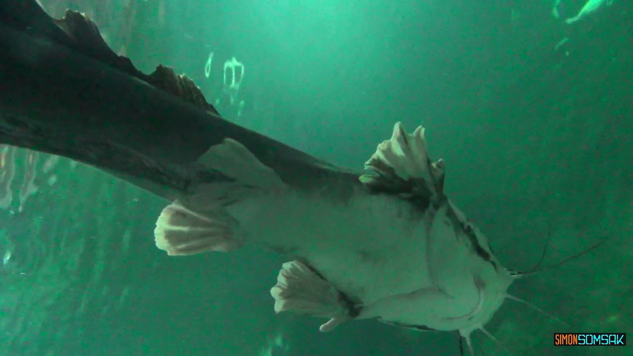 ิฺBig catfish African sharptooth catfish - YouTube