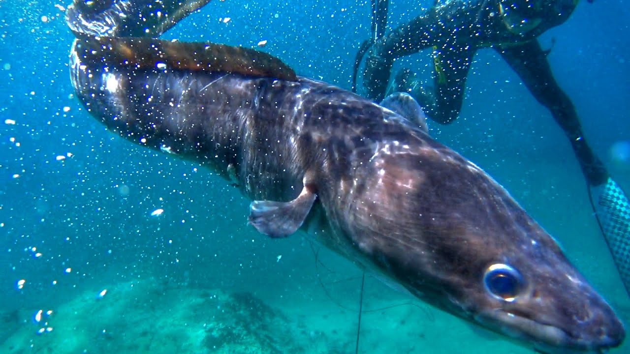 ΠΑΘΑΜΕ ΣΟΚ! Μουγκρί ΤΕΡΑΣ στα ΡΗΧΑ! - We were SHOCKED! Gongre Beast EEL ...